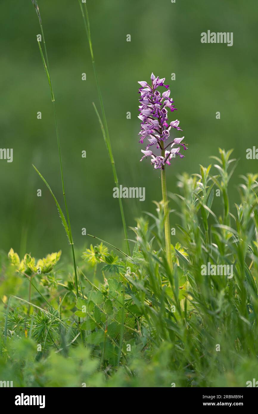 Helmet orchid, Orchis militaris, Helmet orchid Stock Photo - Alamy