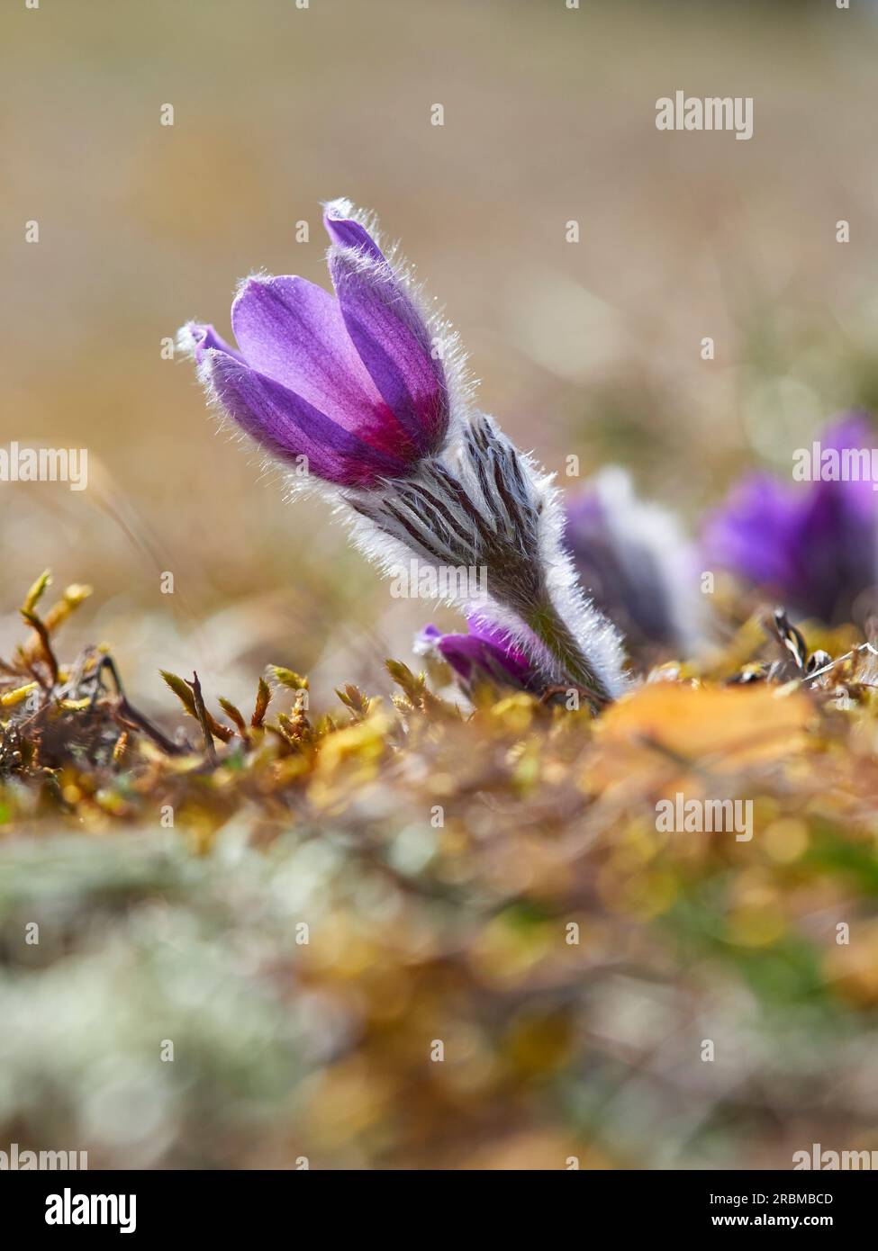 Pasque flower, Pasque flower, Pulsatilla vulgaris Stock Photo - Alamy