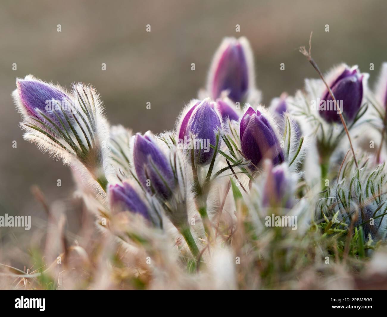 Pasque flower, Pasque flower, Pulsatilla vulgaris Stock Photo - Alamy