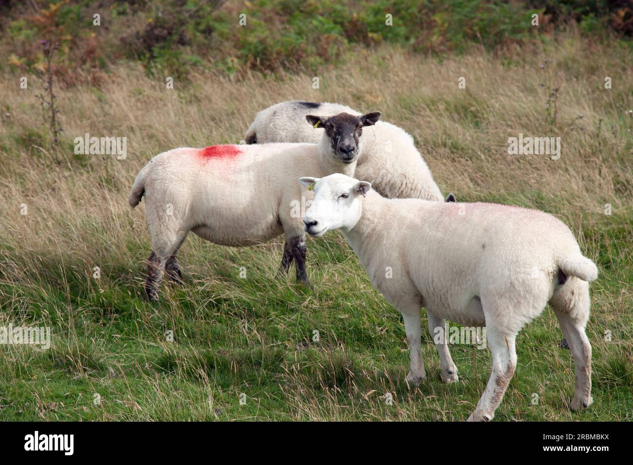 Three recently shorn sheep standing sideways to the camera, watching ...