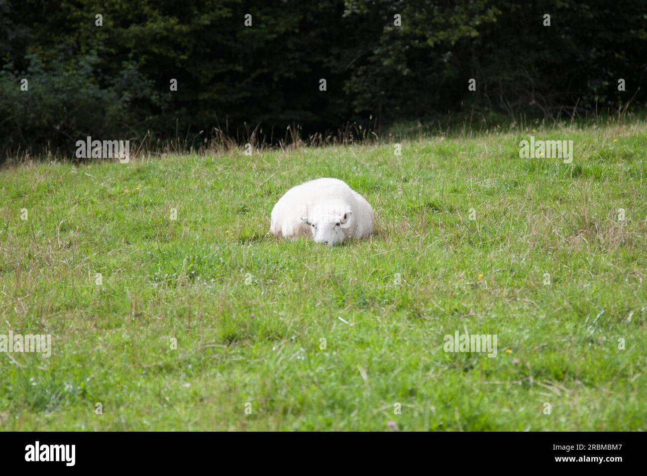 Ruminant livestock watch hi-res stock photography and images - Alamy