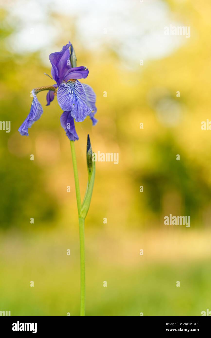 Siberian iris, meadow iris, Iris sibirica Stock Photo - Alamy