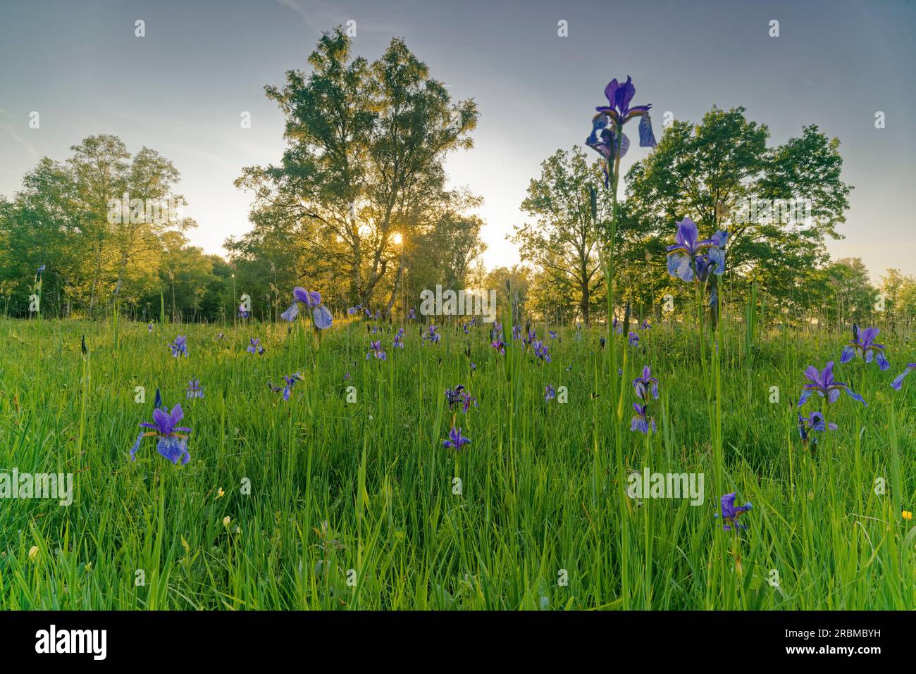 Siberian iris, meadow iris, Iris sibirica Stock Photo - Alamy