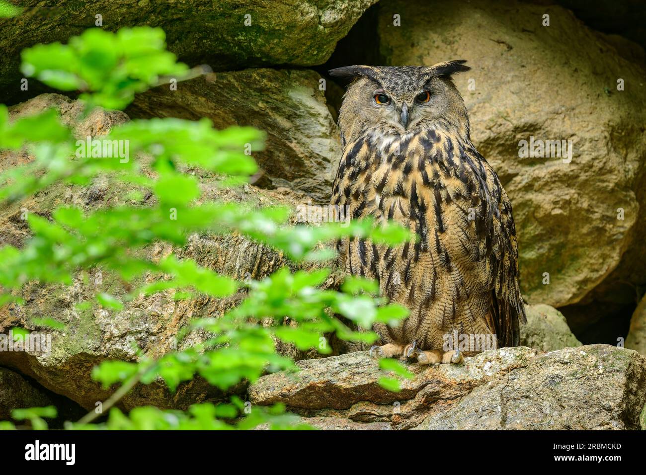 Eagle owl, Bubo bubo, Bavarian Forest National Park, animal enclosure ...