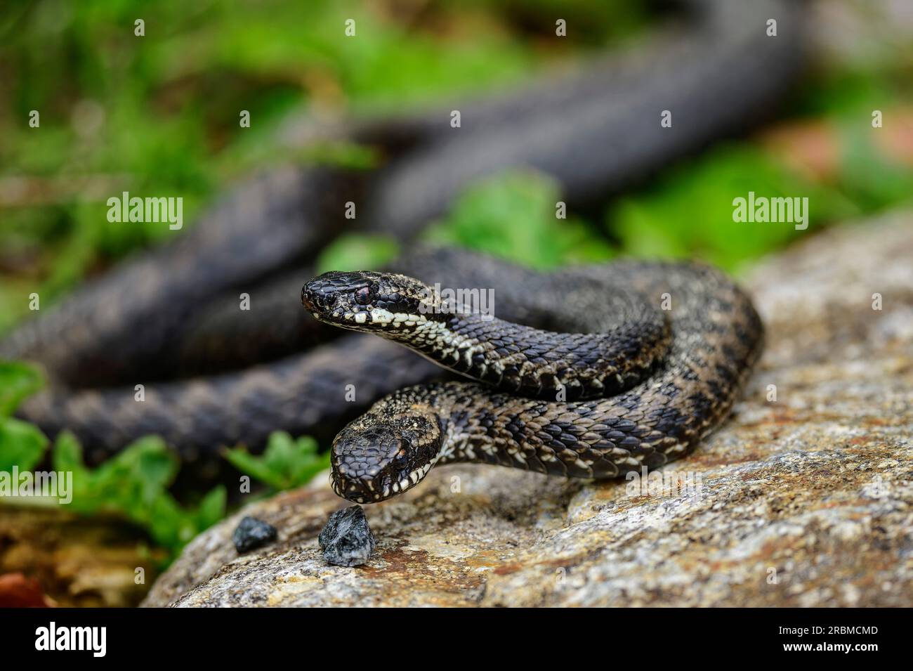 Mating snakes hi-res stock photography and images - Alamy