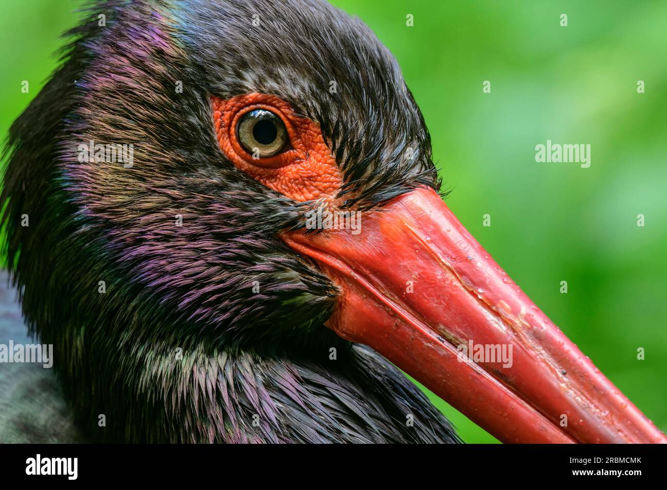 Black stork, Cigonia nigra, Bavarian Forest National Park, animal ...