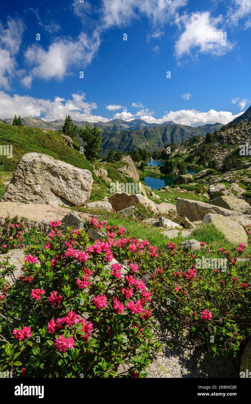 Estany de gerber hi-res stock photography and images - Alamy