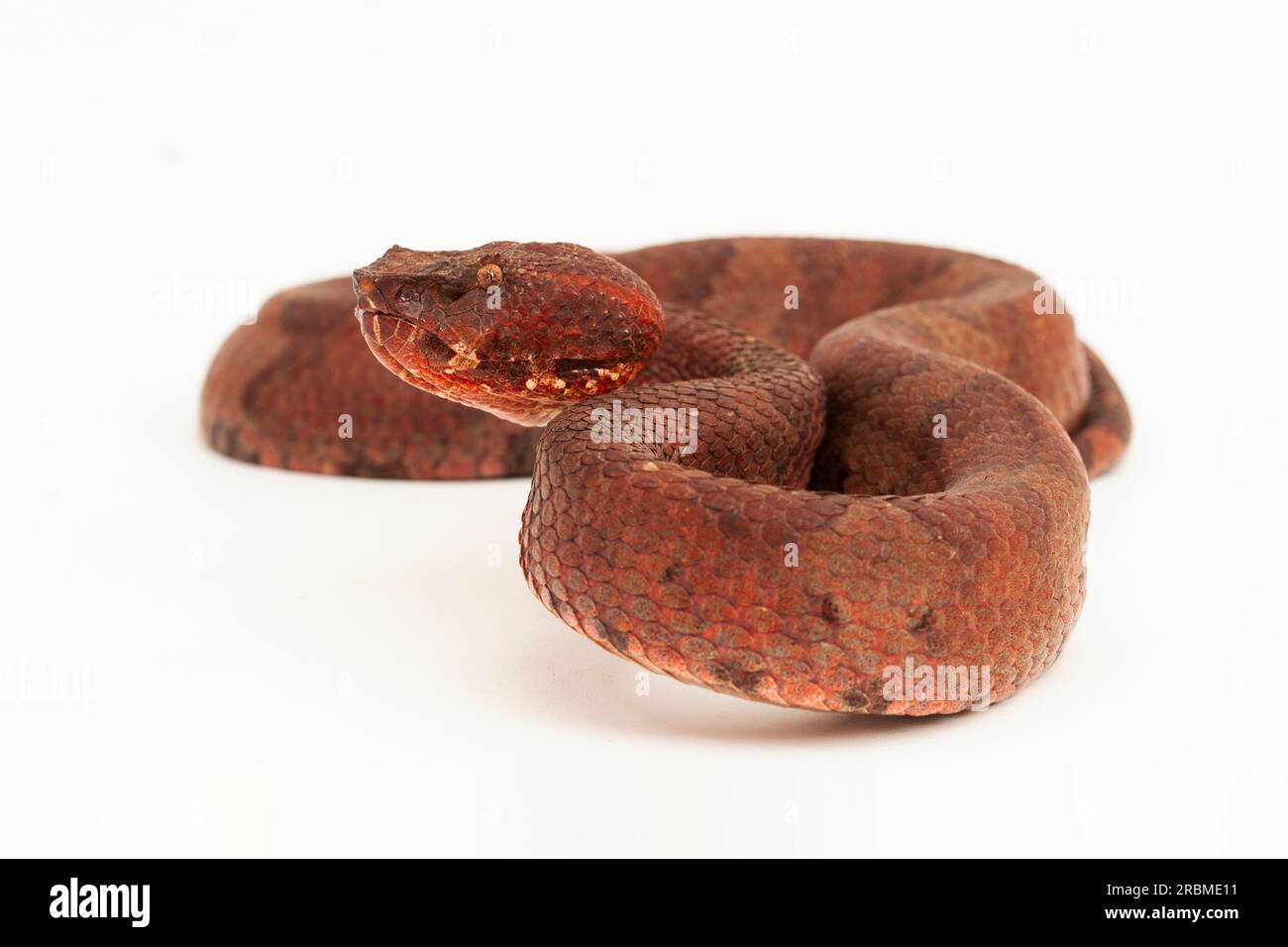 Flat-nosed pitviper snake Craspedocephalus Trimeresurus puniceus ...