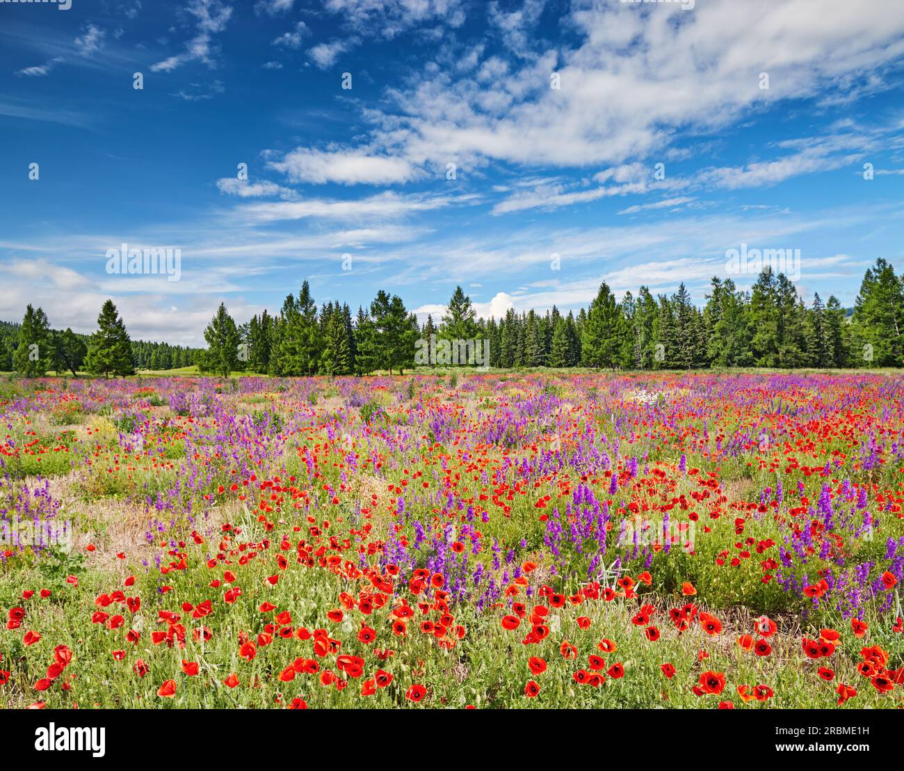 Forest with wildflowers hi-res stock photography and images - Alamy