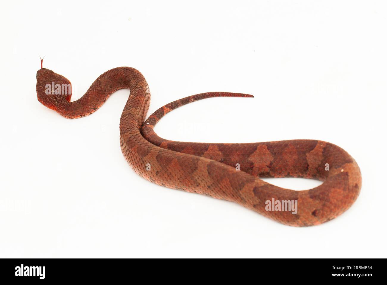 Flat-nosed pitviper snake Craspedocephalus Trimeresurus puniceus ...