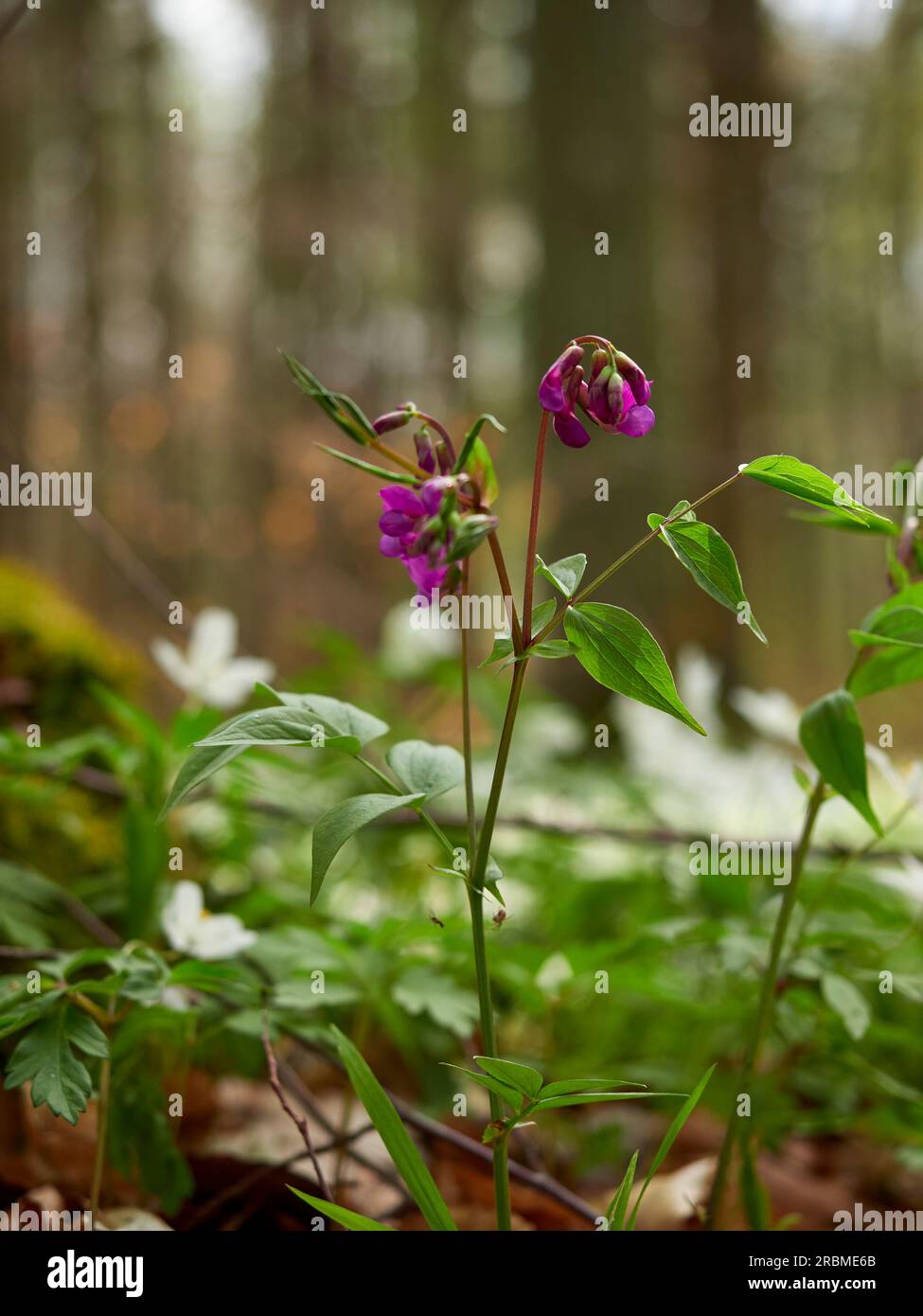 Spring pea lathyrus vernus flowering hi-res stock photography and ...