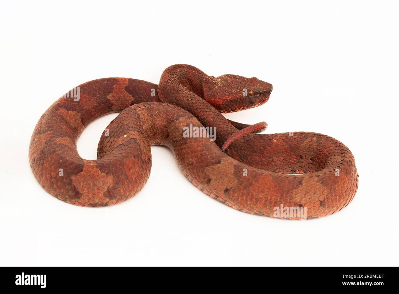 Flat-nosed pitviper snake Craspedocephalus Trimeresurus puniceus ...