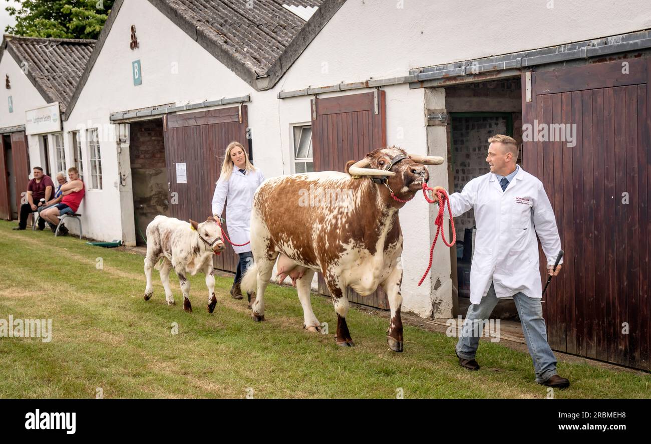 Farmers Graham Walker (right) with a beef Longhorn heifer and Alisha ...