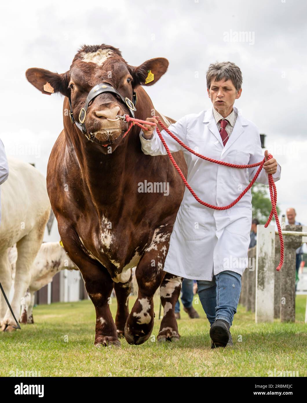 Tracy Seven with a Beef Shorthorn as she prepares her cattle ahead of ...