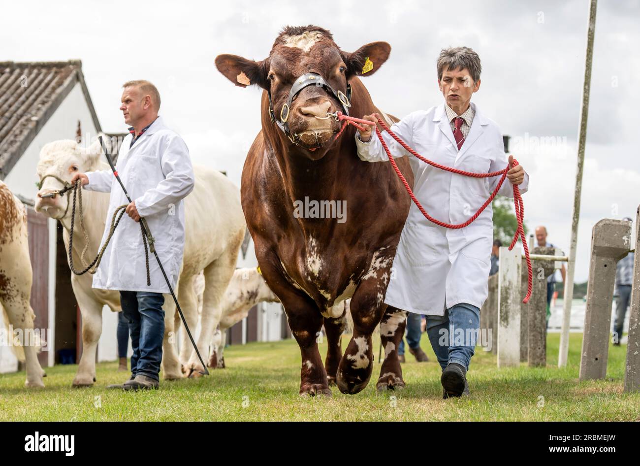 Tracy Seven with a Beef Shorthorn as she prepares her cattle ahead of ...