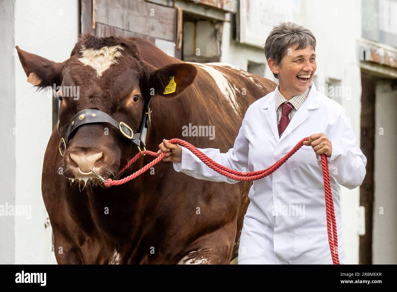 Tracy Seven with a Beef Shorthorn as she prepares her cattle ahead of ...