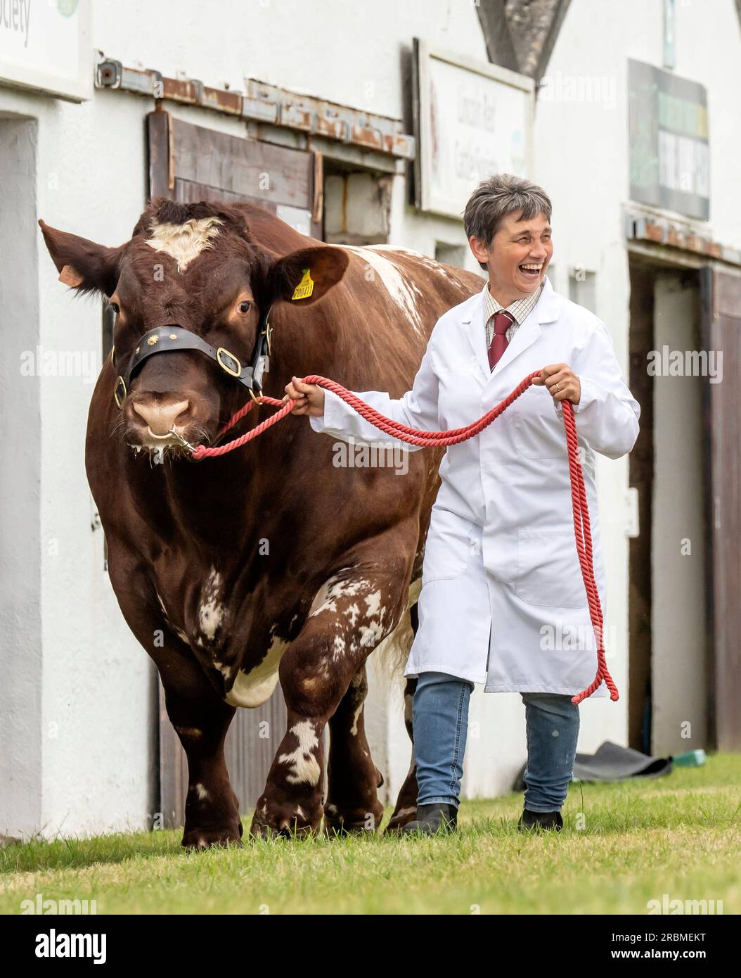 Tracy Seven with a Beef Shorthorn as she prepares her cattle ahead of ...