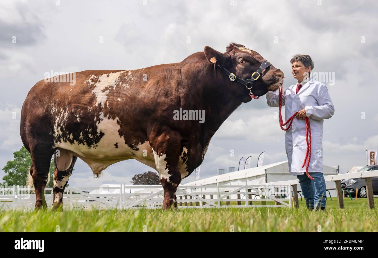 Tracy Seven with a Beef Shorthorn as she prepares her cattle ahead of ...