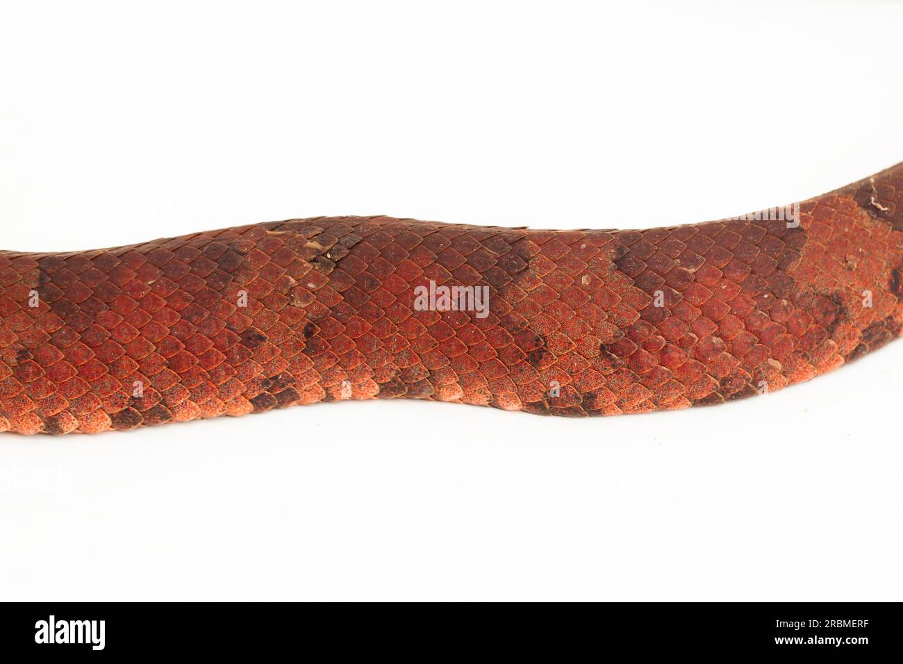 Flat-nosed pitviper snake Craspedocephalus Trimeresurus puniceus ...