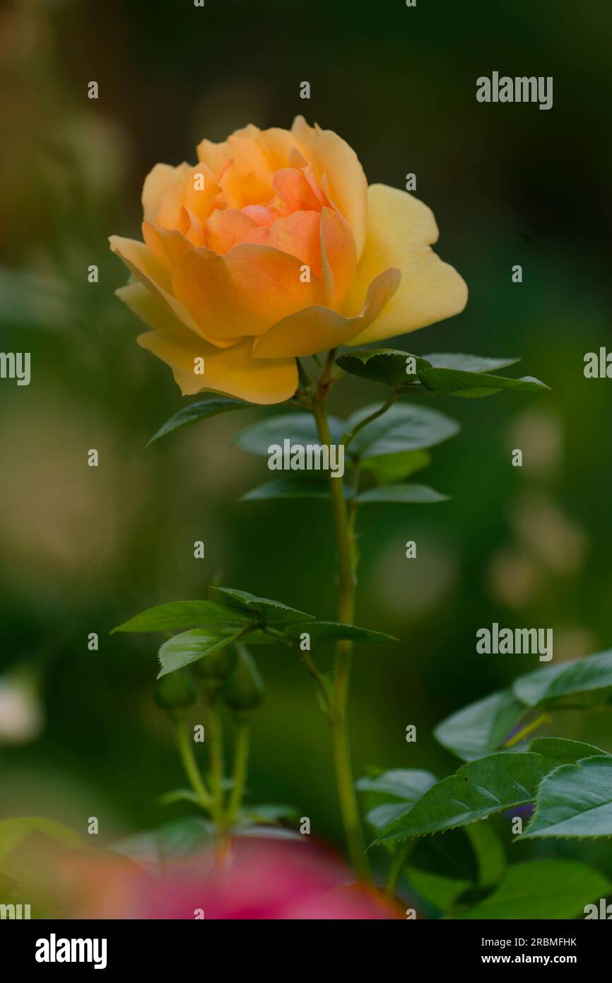 Magnificent roses hi-res stock photography and images - Alamy