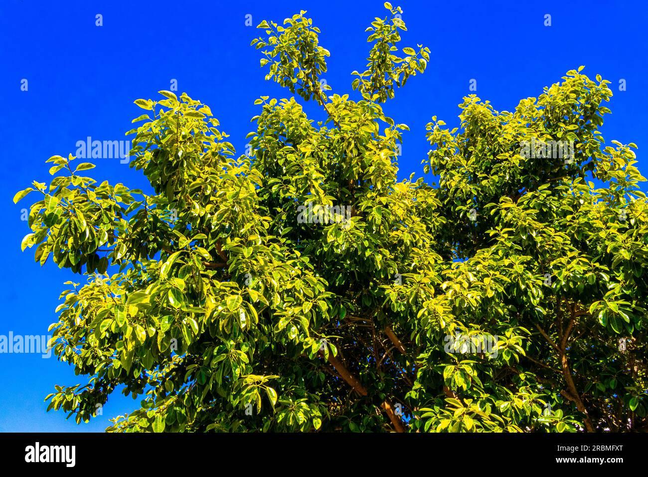 Huge beautiful Ficus maxima Fig tree leaves with blue sky in Playa del ...