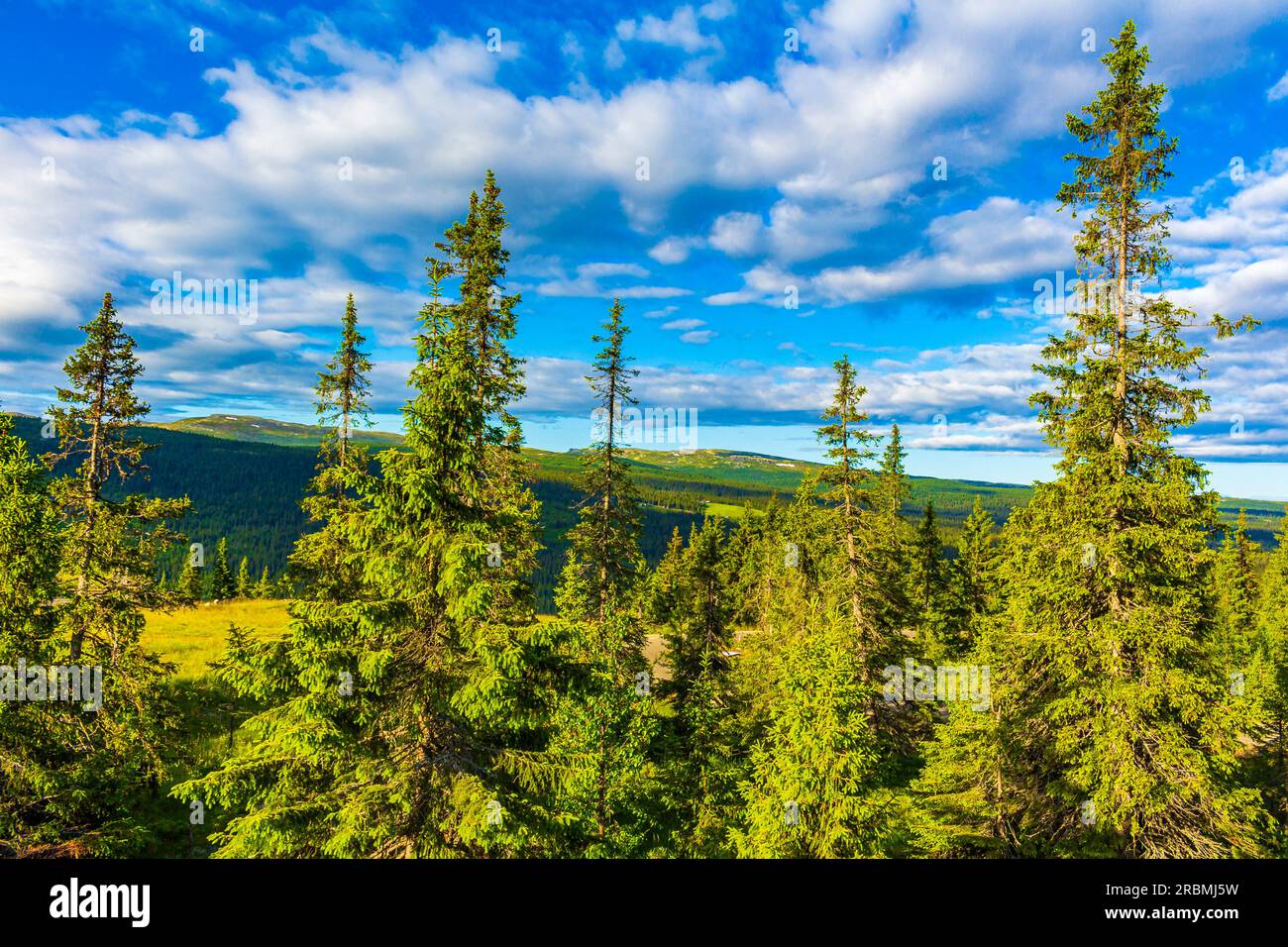 Norwegian mountain landscape with mountains forest firs nature panorama and blue sky with clouds ...