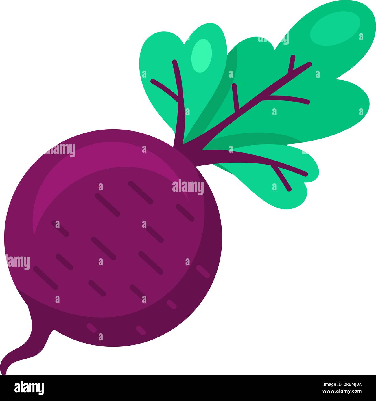 Purple beet, turnip fruit with green leaves. Plant food of vegans to ...