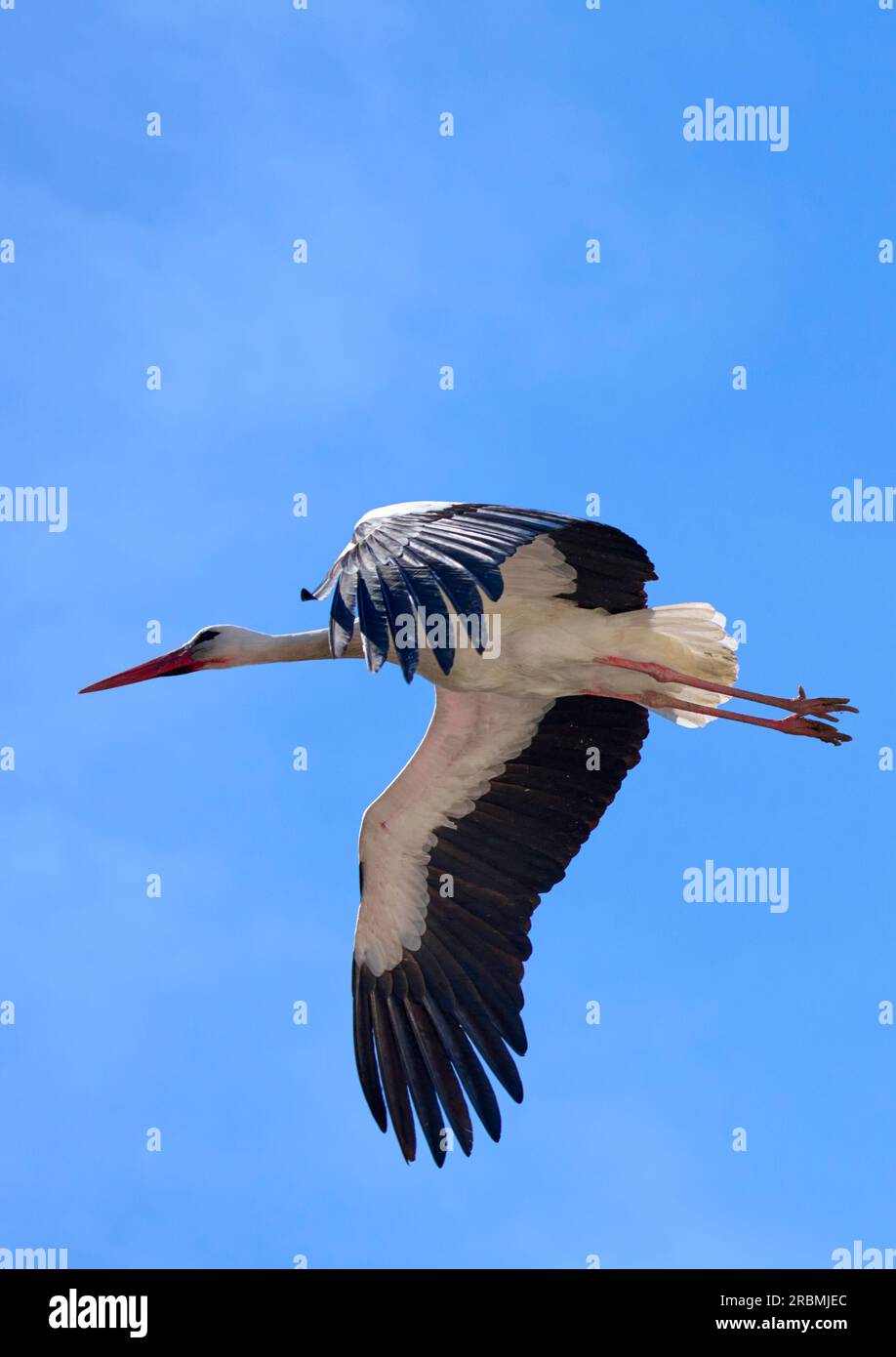 White stork flying nesting hi-res stock photography and images - Alamy