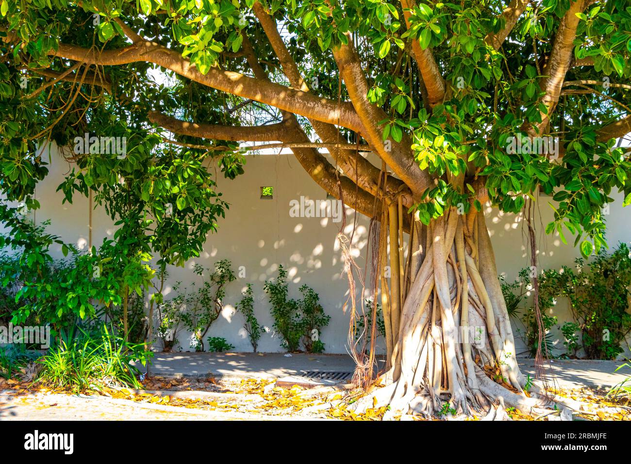 Ficus maxima hi-res stock photography and images - Alamy