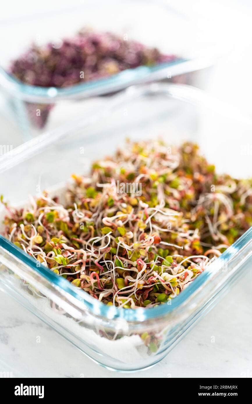 Growing sprouts in a jar Stock Photo - Alamy