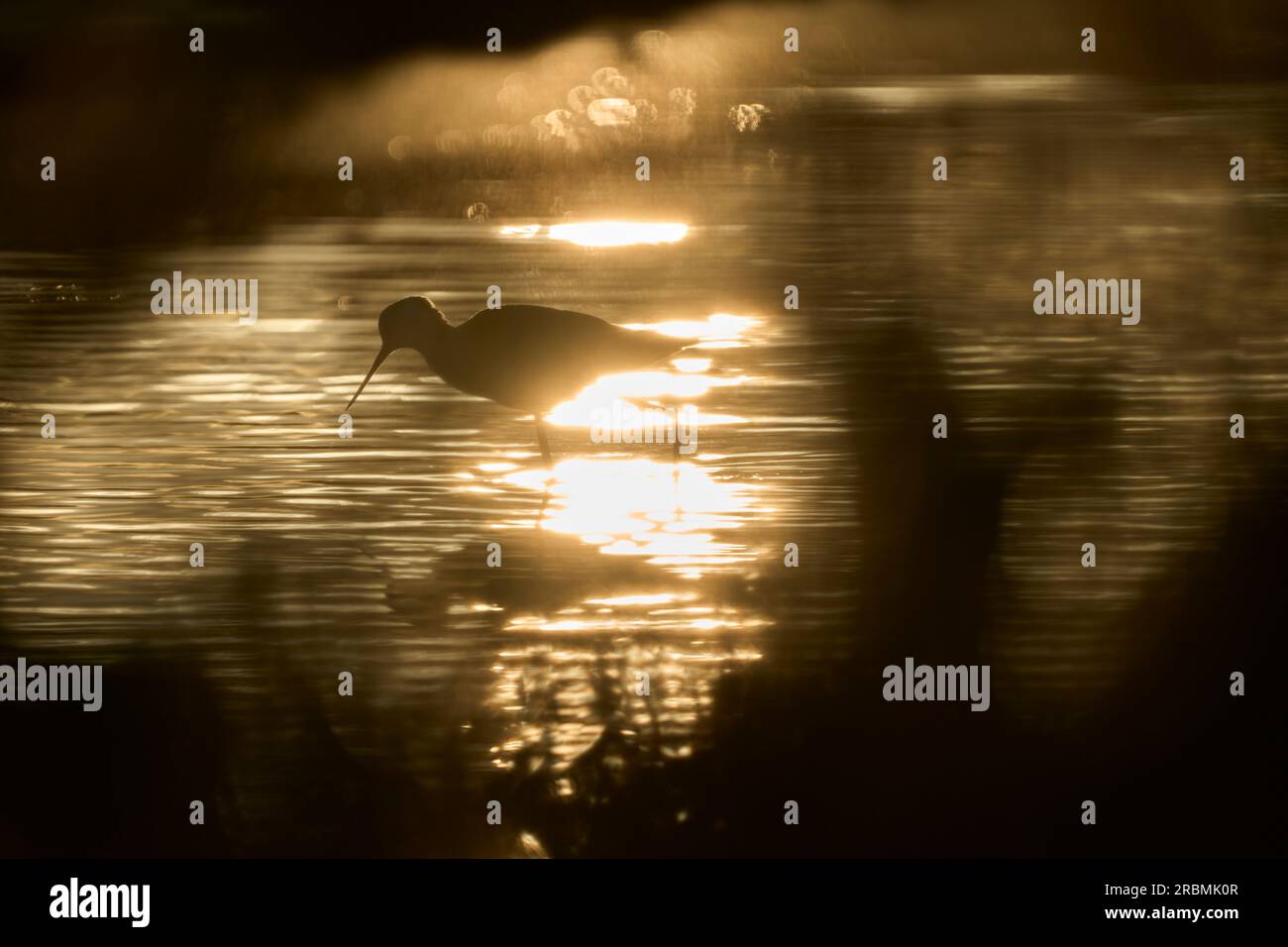Black-winged Stilz sea bird in its natural habitat in the wetlands of ...