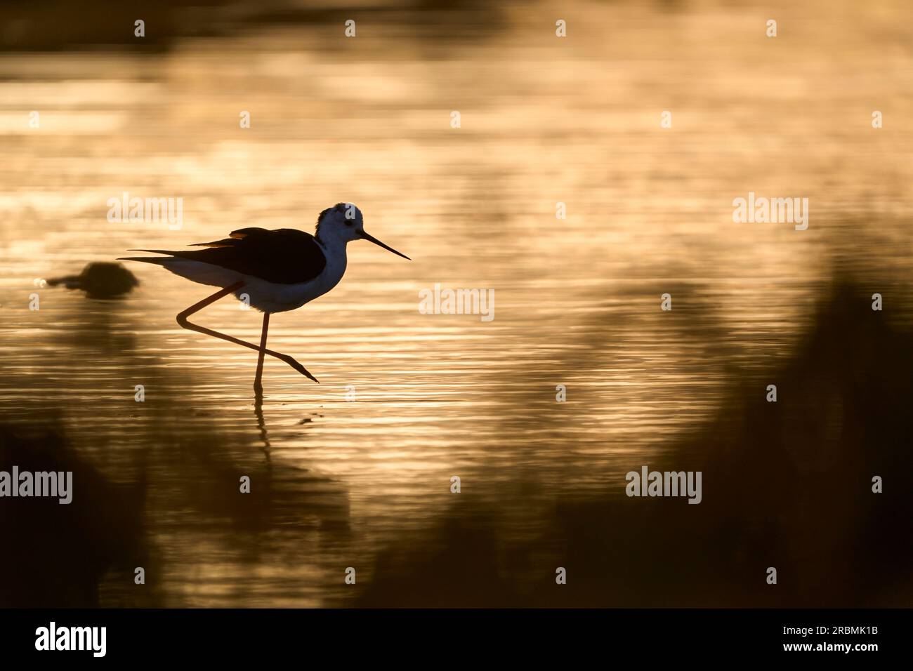 Black-winged Stilz sea bird in its natural habitat in the wetlands of ...