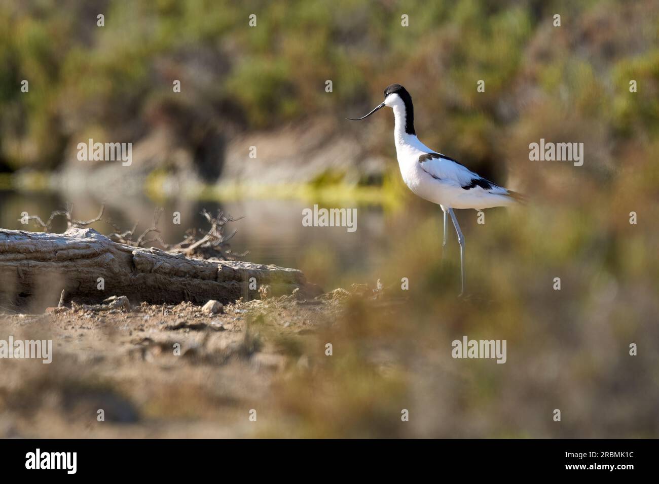 Black-winged Stilz sea bird in its natural habitat in the wetlands of ...
