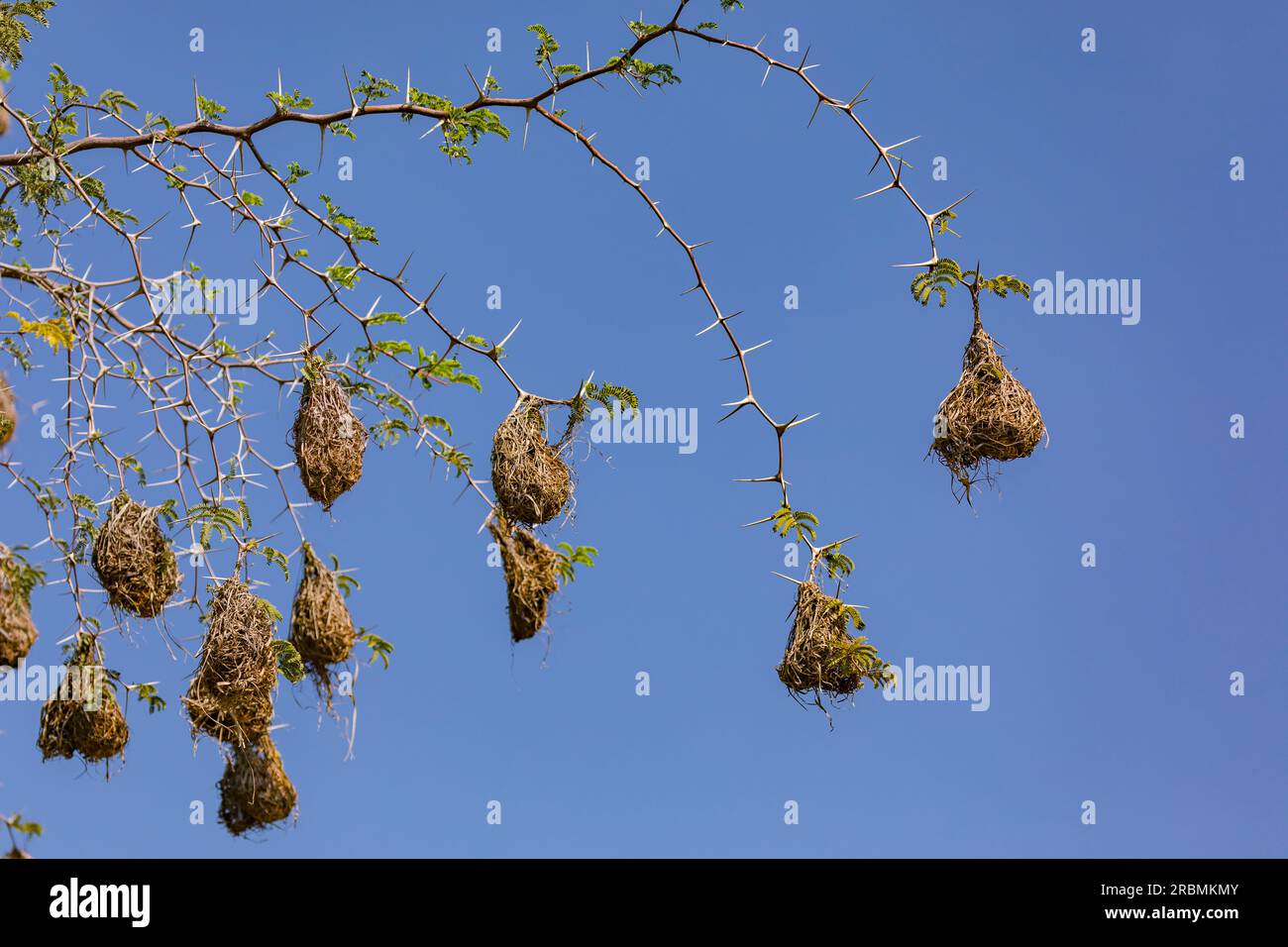 Many intricately interwoven nests of weaver birds on an acacia tree in ...