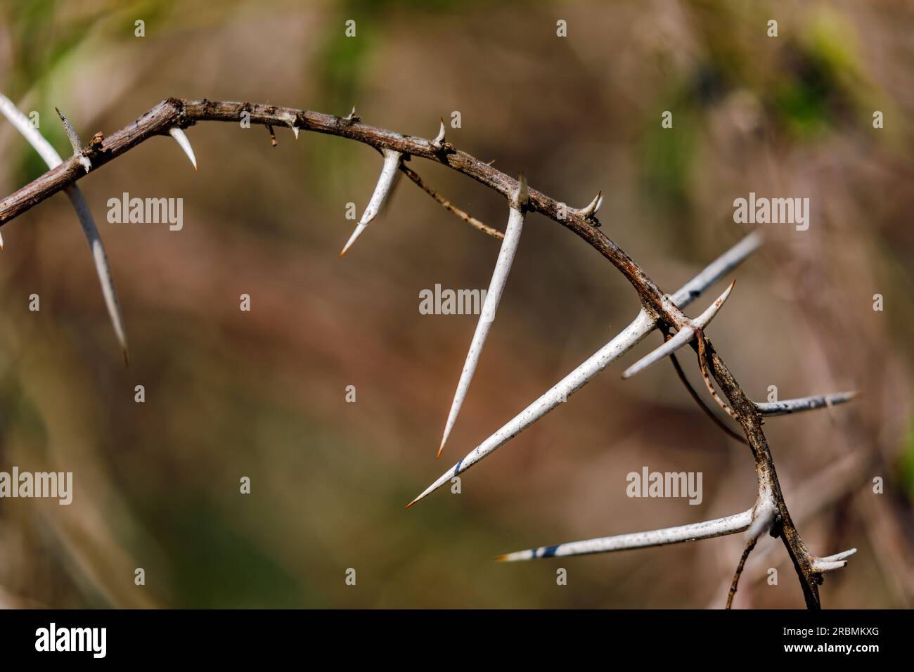 The dangerously sharp thorns of an acacia bush in the Namibian bush of ...