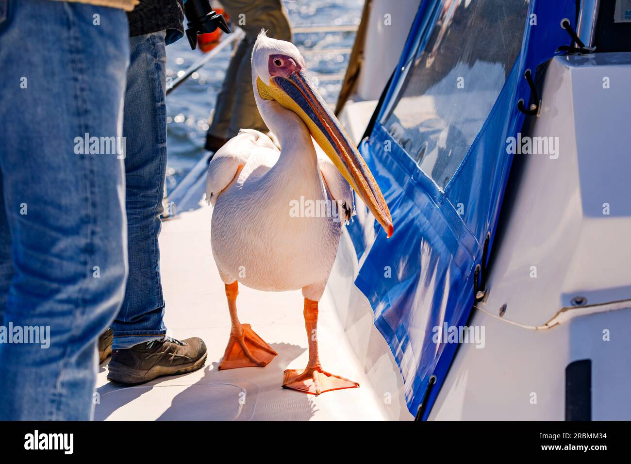 Blue bird fresco hi-res stock photography and images - Alamy