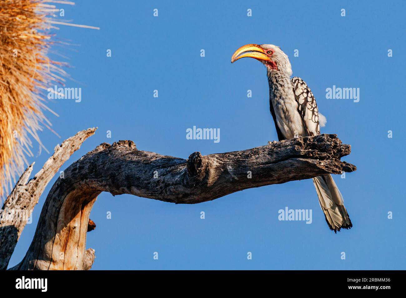 Flying banana hi-res stock photography and images - Alamy