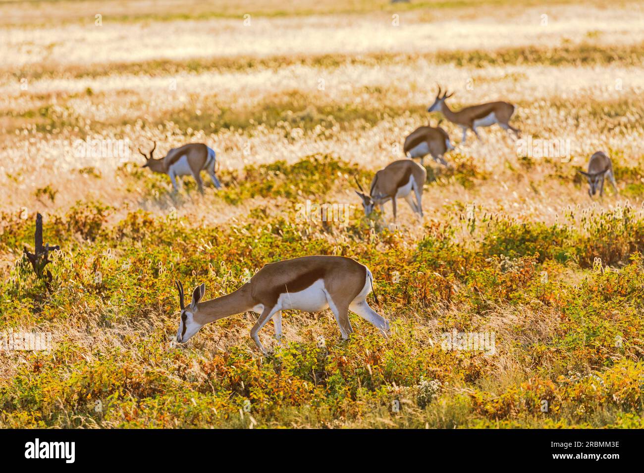 A small herd of Thomson's gazelles in the grasslands of Etosha National ...