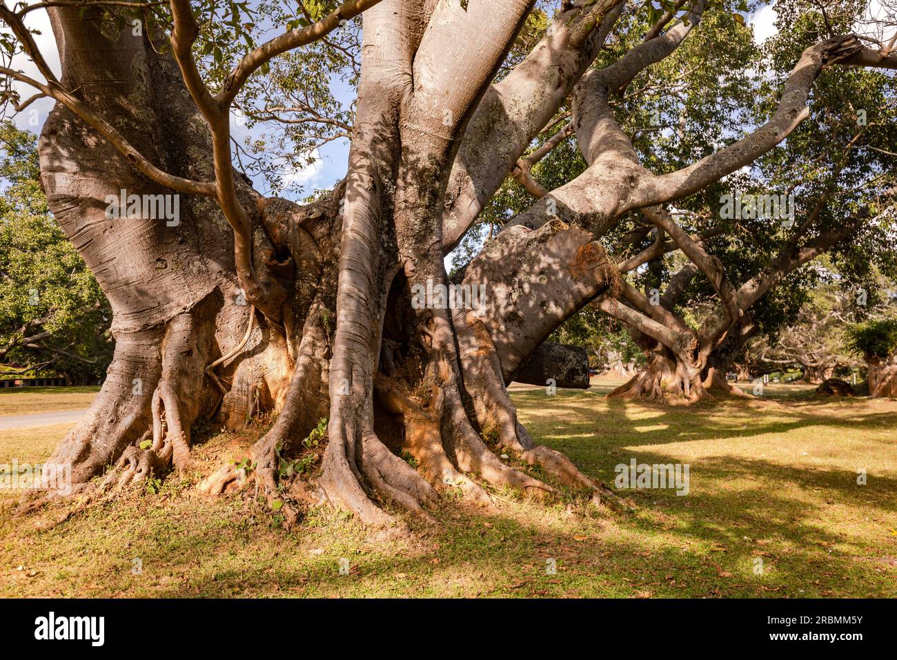 A giant Ficus macrophylla fig tree with branching branches near the ...