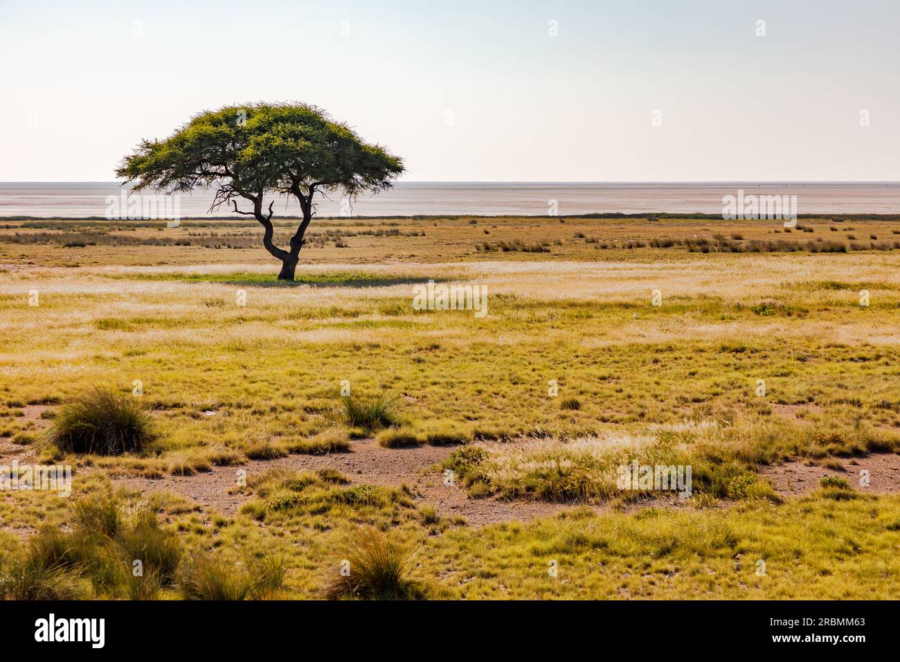 A single acacia tree in the dry savannah at the salt pan in Etosha ...
