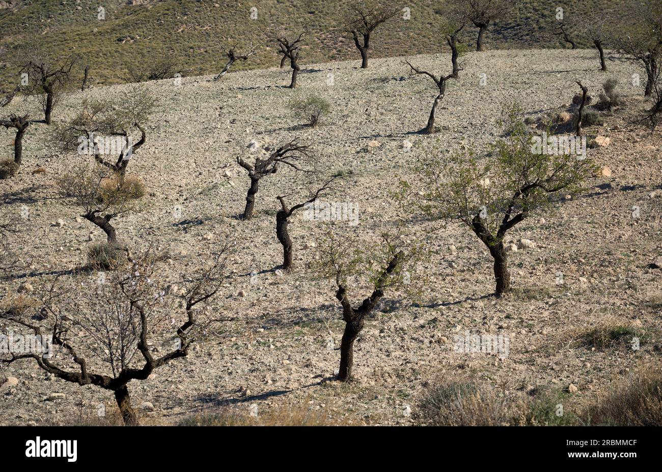 Arid land trees hi-res stock photography and images - Alamy