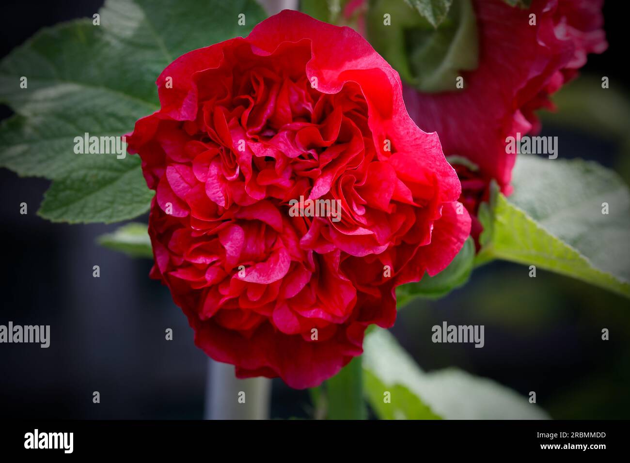 Perennial red flower hi-res stock photography and images - Alamy