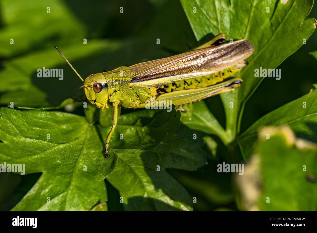 Grasshoppers are still very common in Germany Stock Photo - Alamy