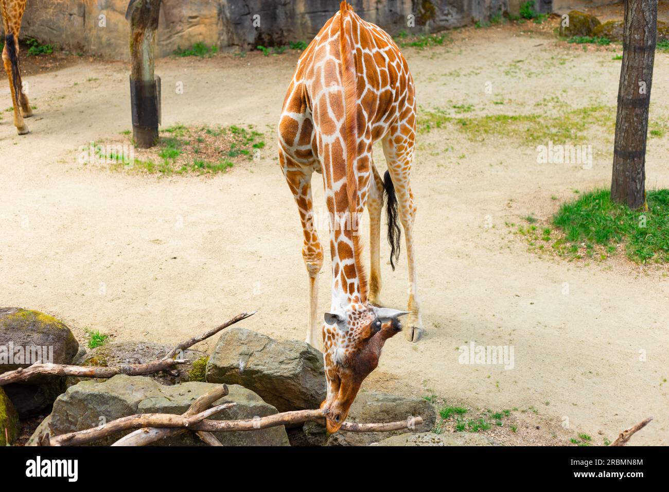 Giraffe Reaching the Tree Branch on the Ground in the Wildlife Park ...