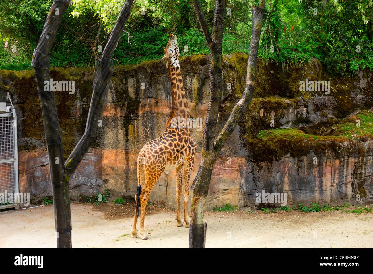 Tall Giraffe Reaching the Tree in Wildlife Park. The Majestic Beauty of ...