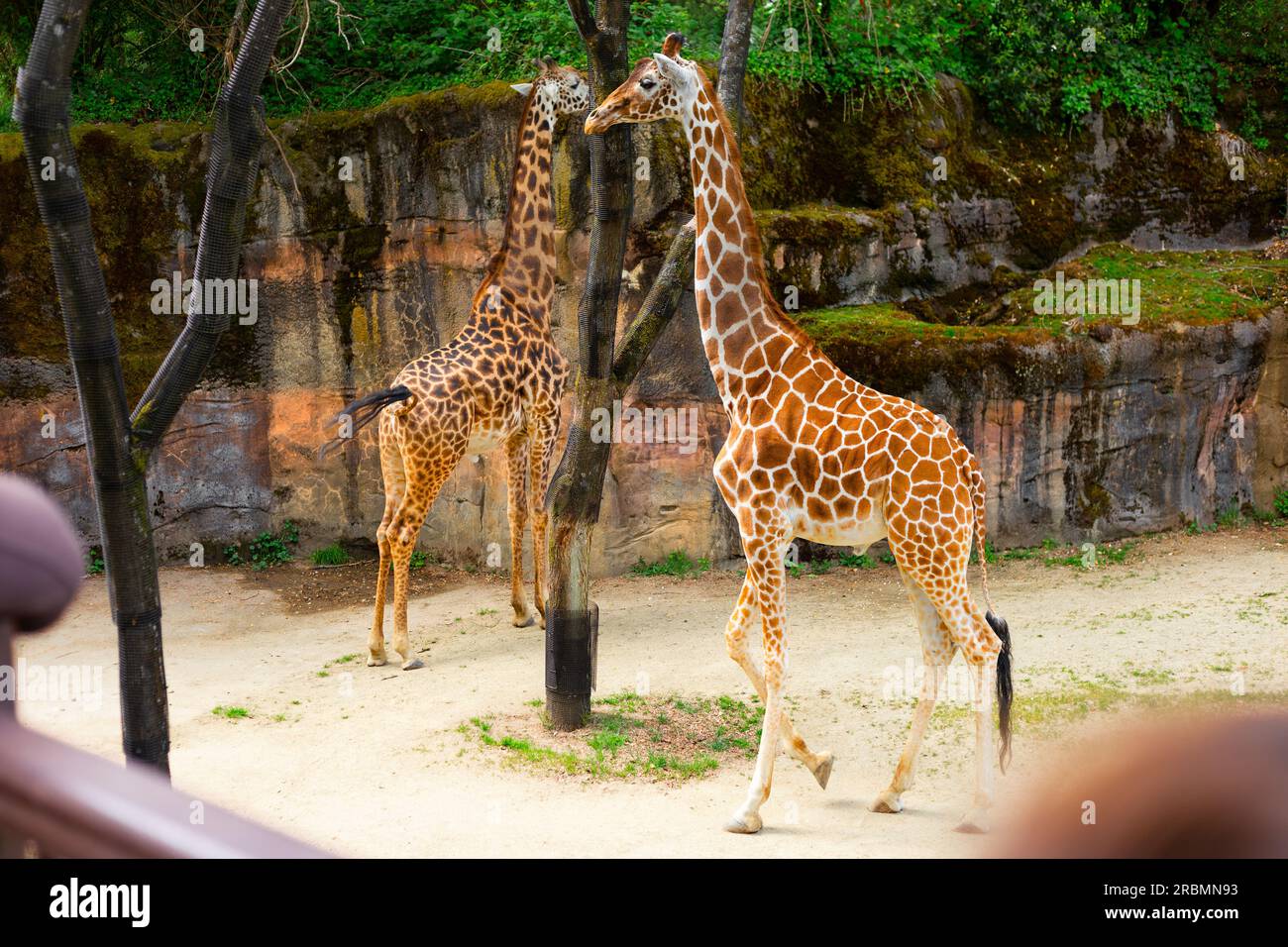 Two Graceful Giraffes Walking in the Wildlife Park. The Majestic Beauty ...
