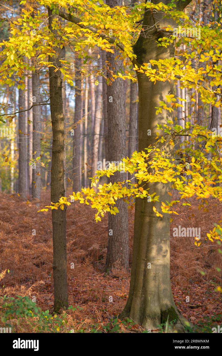Trees in a small forest in rural Flanders, Belgium Stock Photo - Alamy