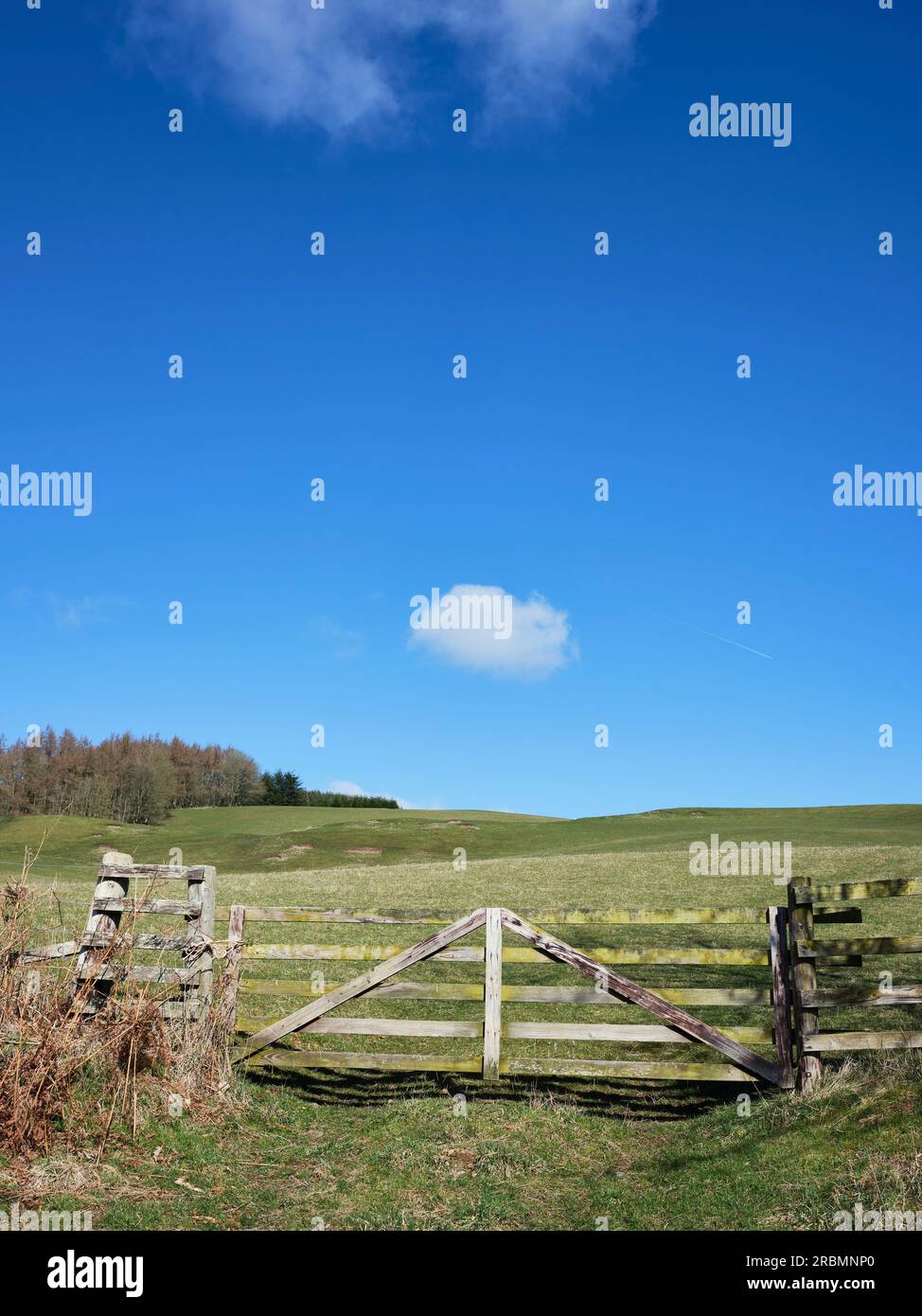 A bright March day and a wooden farm gate leads onto moorland pasture ...