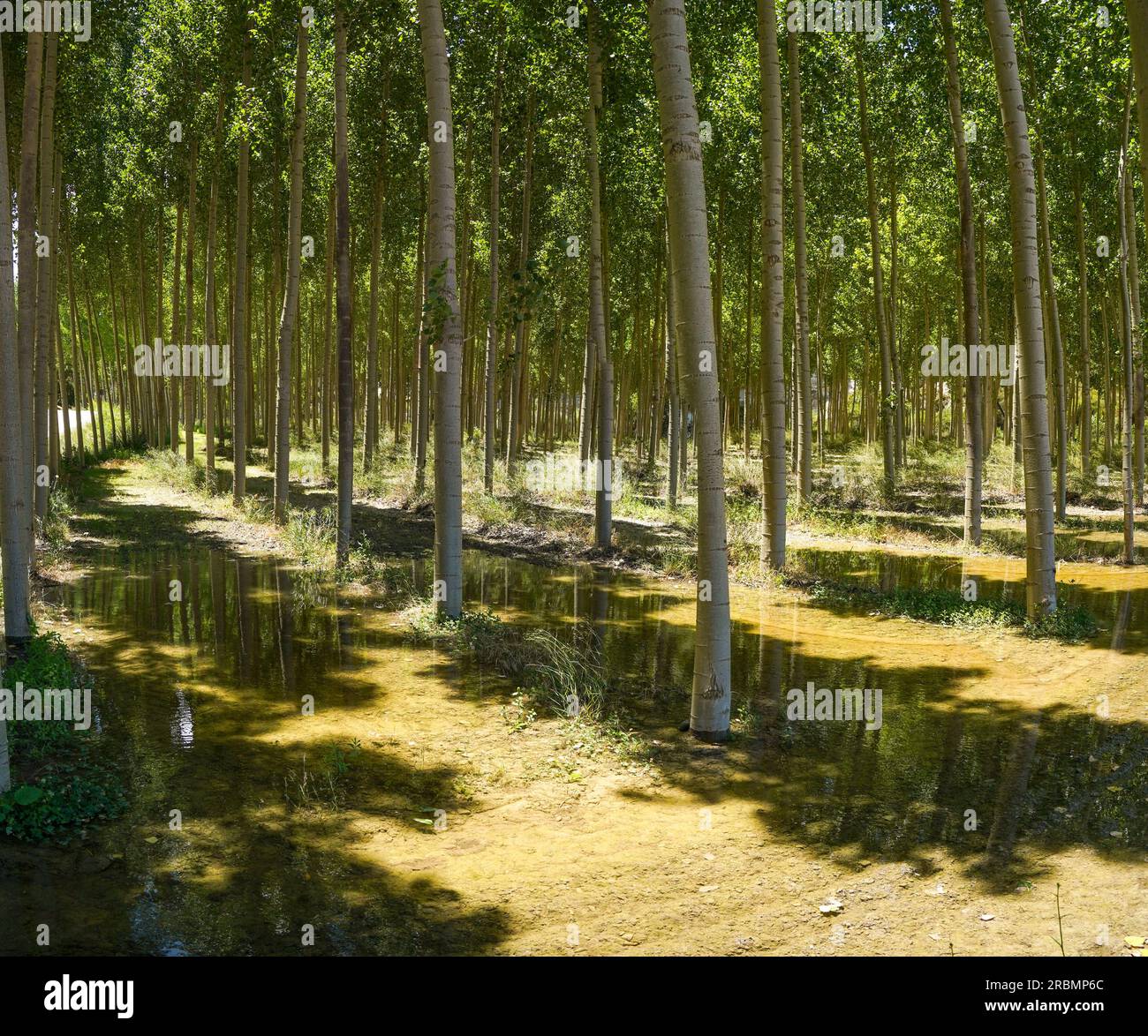 Poplar tree plantation with water irrigation in the Granada Province ...