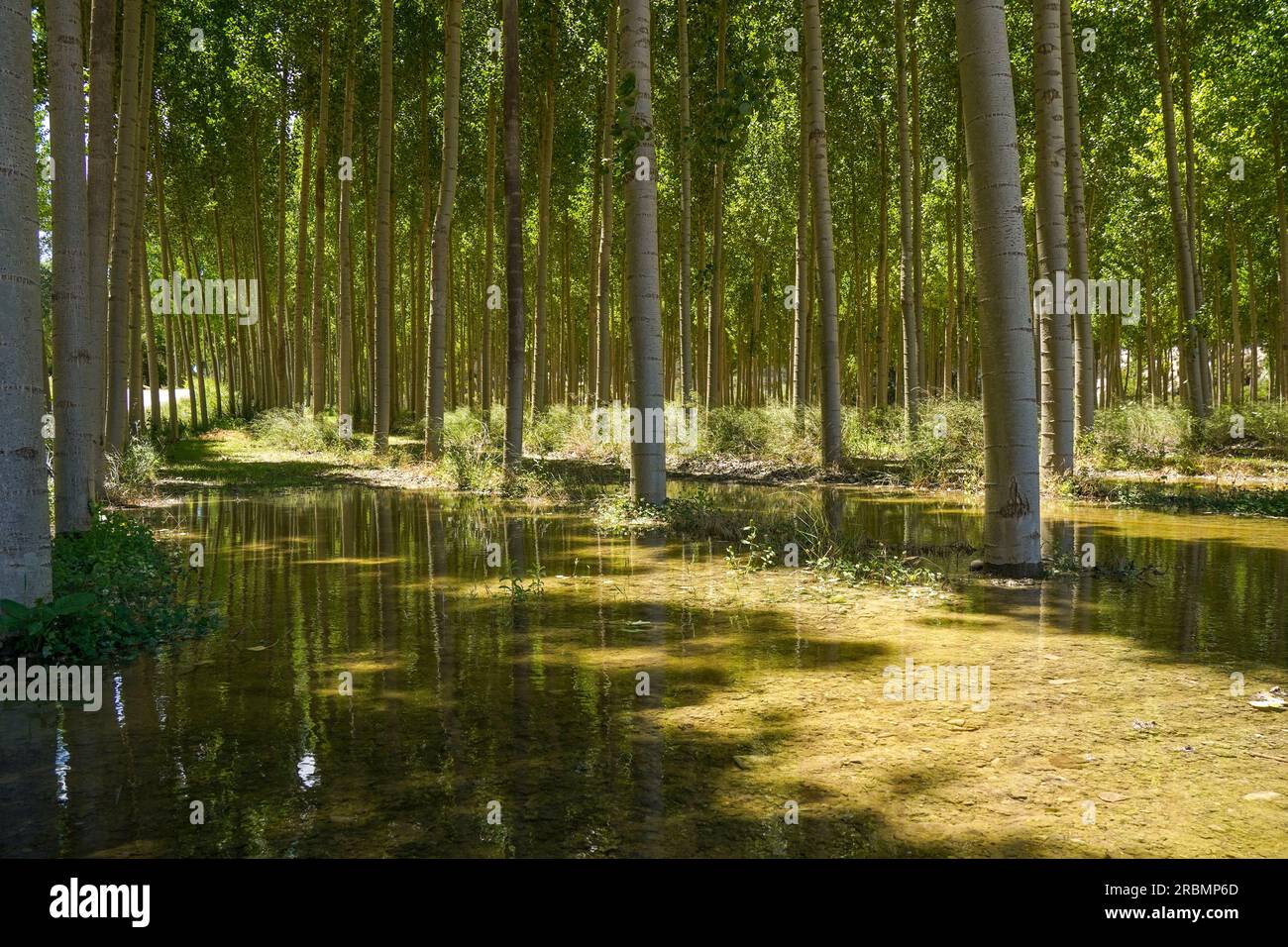 Poplar tree plantation with water irrigation in the Granada Province ...